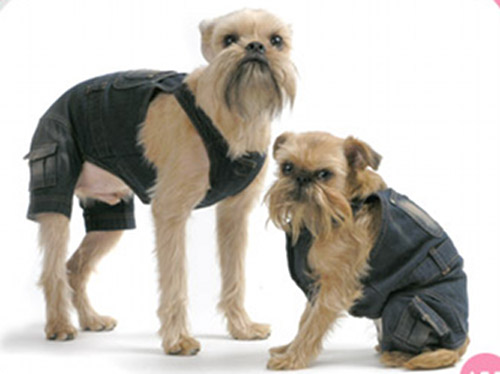 Doggie Denim? : DenimBlog